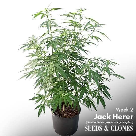 Jack Herer Clone | Seeds & Clones