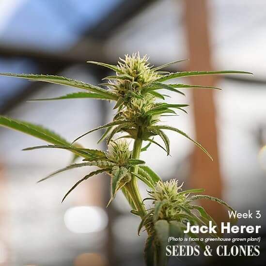 Jack Herer Clone | Seeds & Clones