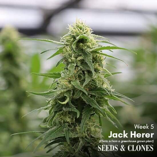 Jack Herer Clone | Seeds & Clones