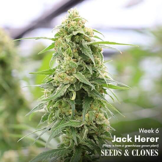 Jack Herer Clone | Seeds & Clones