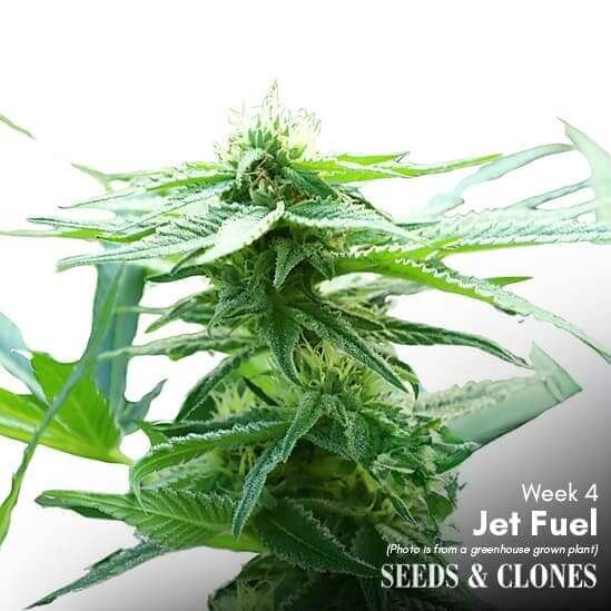Jet Fuel Clone - Premium Strain at Seeds & Clones