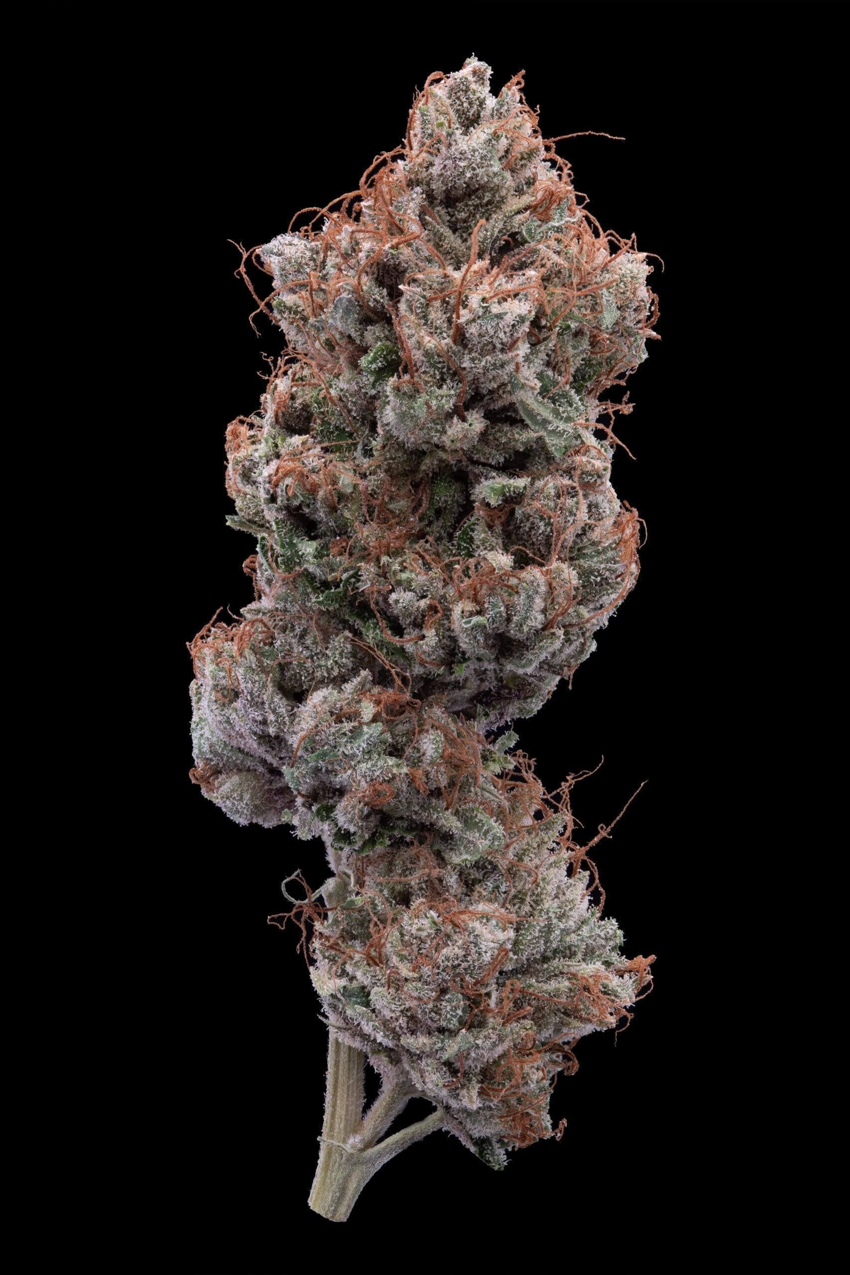 Legend OG x Juicy Gushers Seeds - Feminized 70 Day | Buds & Roses