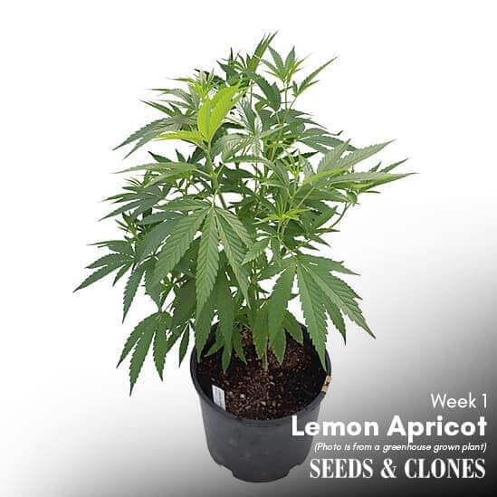 Lemon Apricot Clone | Seeds & Clones Exclusive