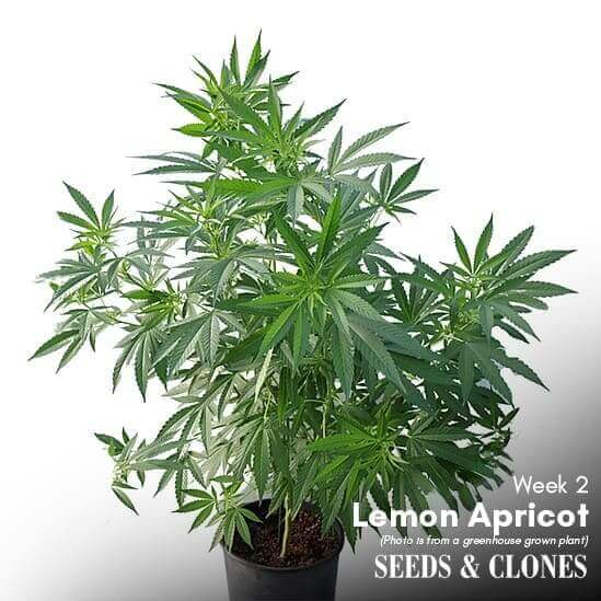 Lemon Apricot Clone | Seeds & Clones Exclusive
