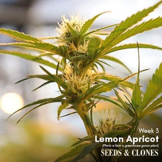 Lemon Apricot Clone | Seeds & Clones Exclusive