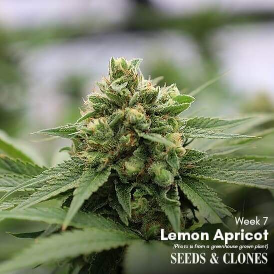 Lemon Apricot Clone | Seeds & Clones Exclusive