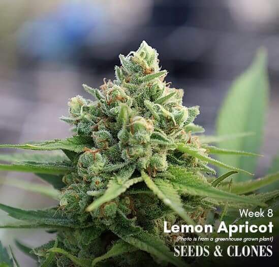 Lemon Apricot Clone | Seeds & Clones Exclusive