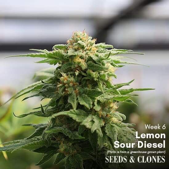 Lemon Sour Diesel Clone | Seeds & Clones