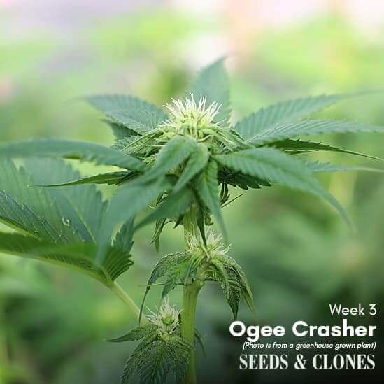 Ogee Crasher | Seeds & Clones