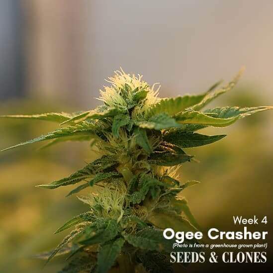Ogee Crasher | Seeds & Clones