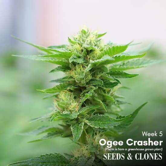 Ogee Crasher | Seeds & Clones