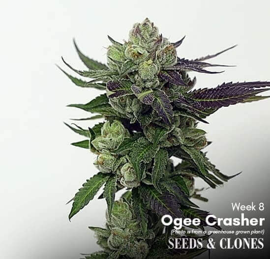 Ogee Crasher | Seeds & Clones