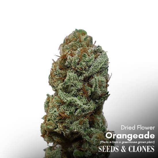 Orangeade Clone | Seeds & Clones