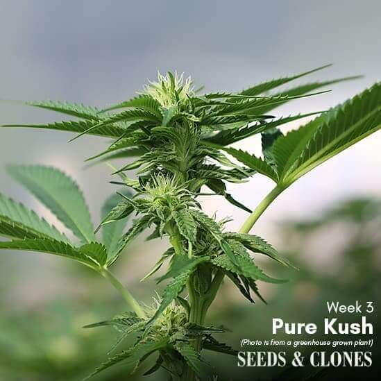 Pure Kush Clone - Buy at Seeds & Clones Today
