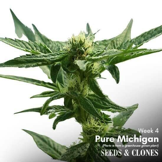 Pure Michigan Clone | Seeds & Clones