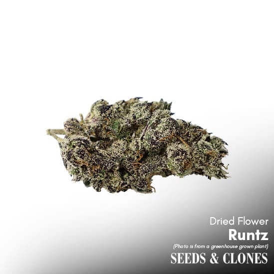 Runtz Clone | Seeds & Clones