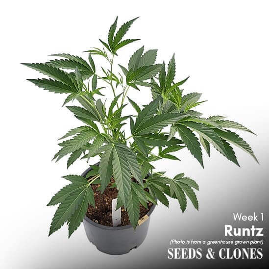 Runtz Clone | Seeds & Clones