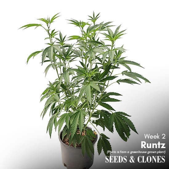 Runtz Clone | Seeds & Clones