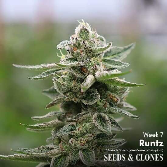Runtz Clone | Seeds & Clones