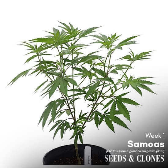 Samoas Clone | Seeds & Clones
