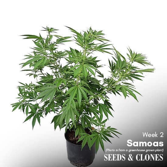 Samoas Clone | Seeds & Clones