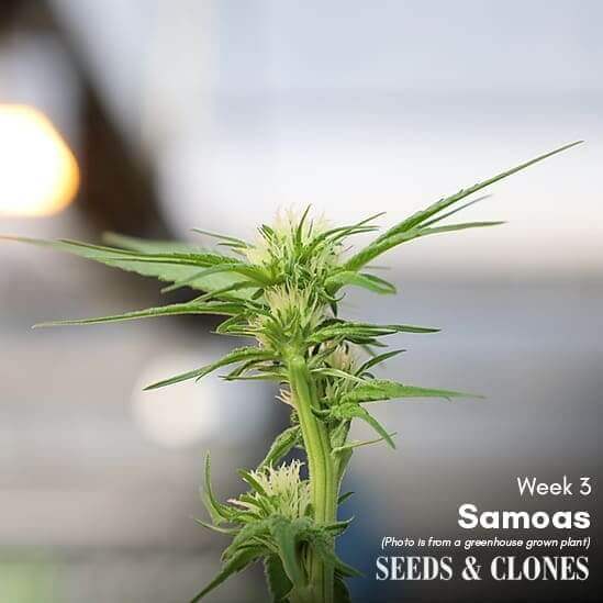 Samoas Clone | Seeds & Clones