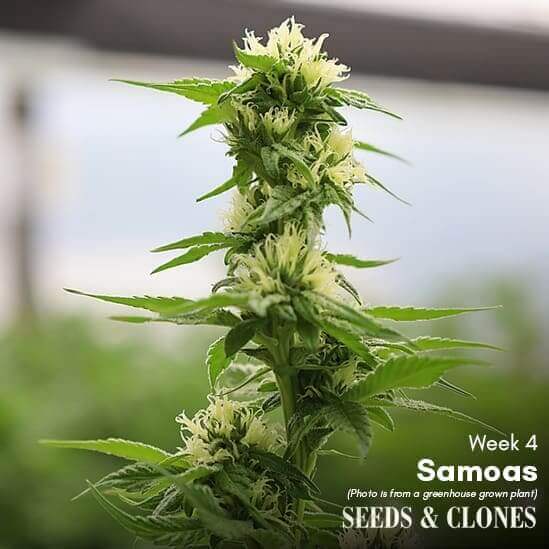 Samoas Clone | Seeds & Clones