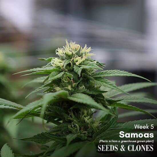 Samoas Clone | Seeds & Clones