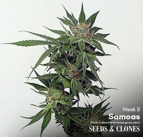 Samoas Clone | Seeds & Clones