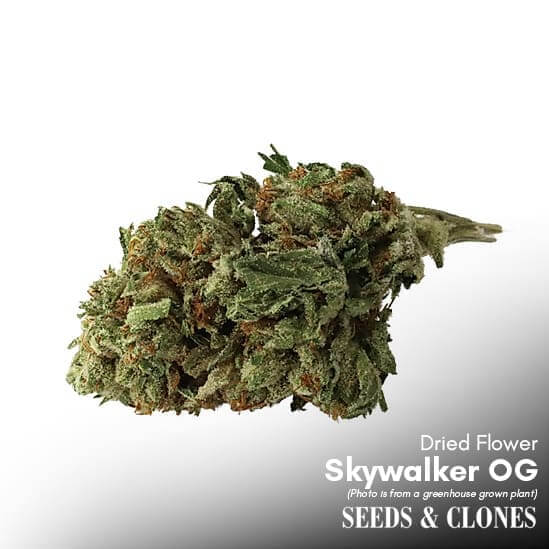 Skywalker OG Clone - Seeds & Clones
