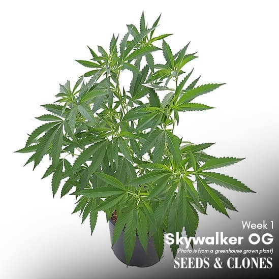 Skywalker OG Clone - Seeds & Clones