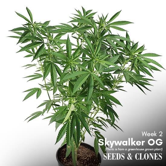 Skywalker OG Clone - Seeds & Clones