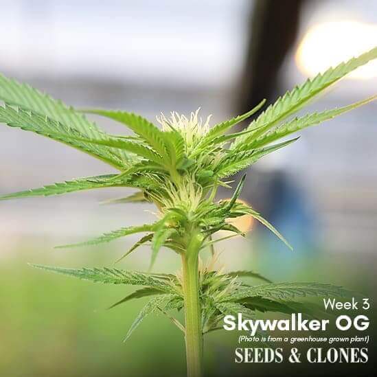 Skywalker OG Clone - Seeds & Clones