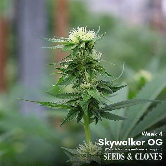 Skywalker OG Clone - Seeds & Clones