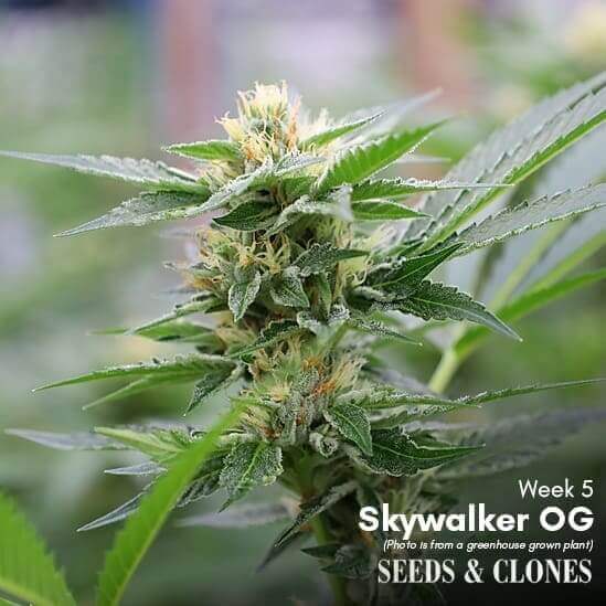 Skywalker OG Clone - Seeds & Clones