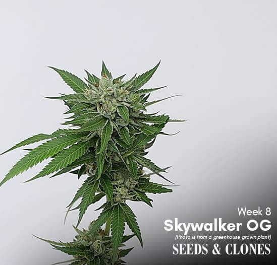 Skywalker OG Clone - Seeds & Clones