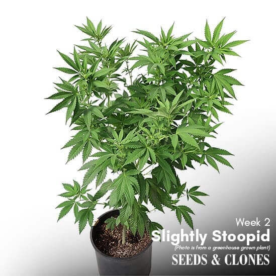 Slightly Stoopid Clone | Seeds & Clones