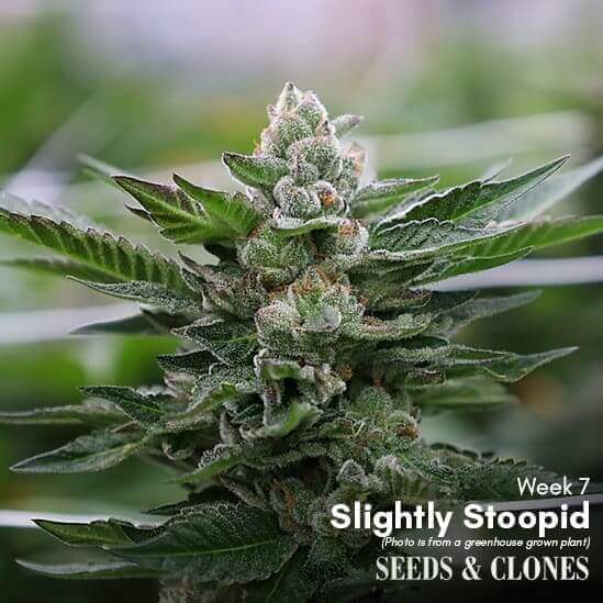 Slightly Stoopid Clone | Seeds & Clones