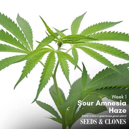 Buy Sour Amnesia Haze Clone | Seeds & Clones Store
