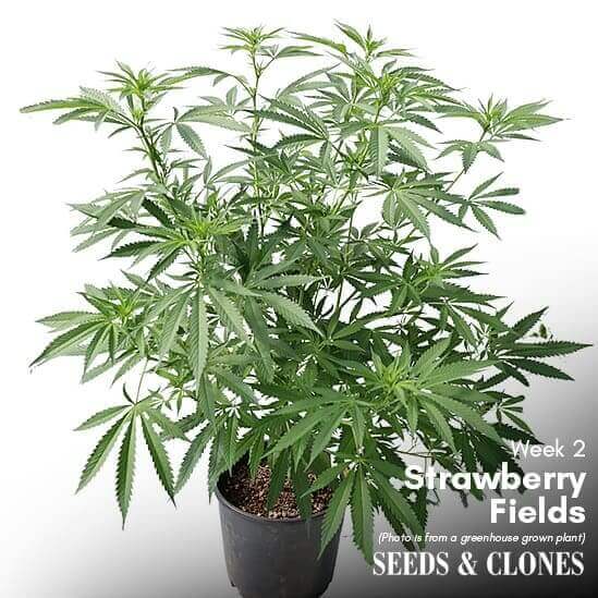 Strawberry Fields Clone | Seeds & Clones