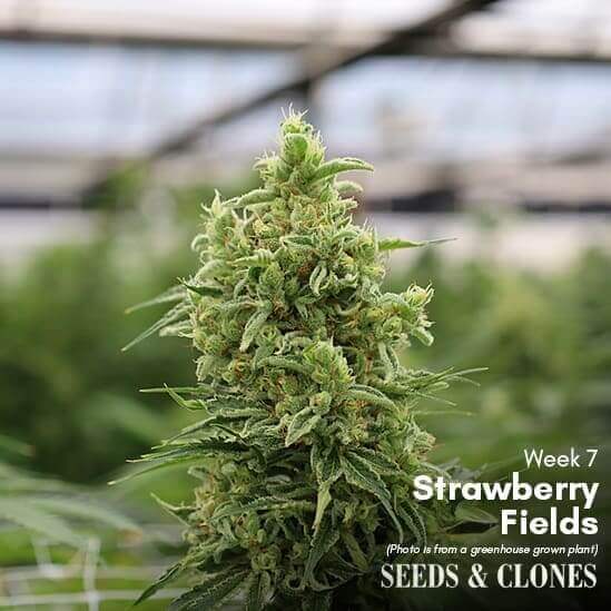 Strawberry Fields Clone | Seeds & Clones