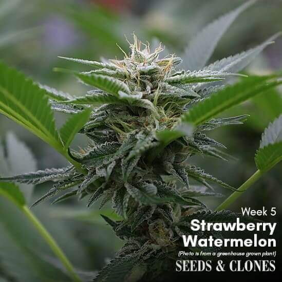 Strawberry Watermelon Clone | Seeds & Clones Store
