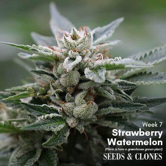 Strawberry Watermelon Clone | Seeds & Clones Store