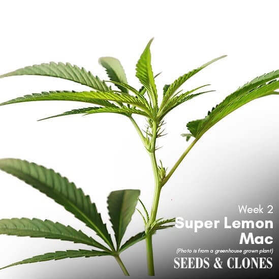 Super Lemon Mac Clone | Seeds & Clones
