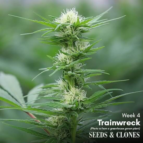 Trainwreck Clone | Seeds & Clones