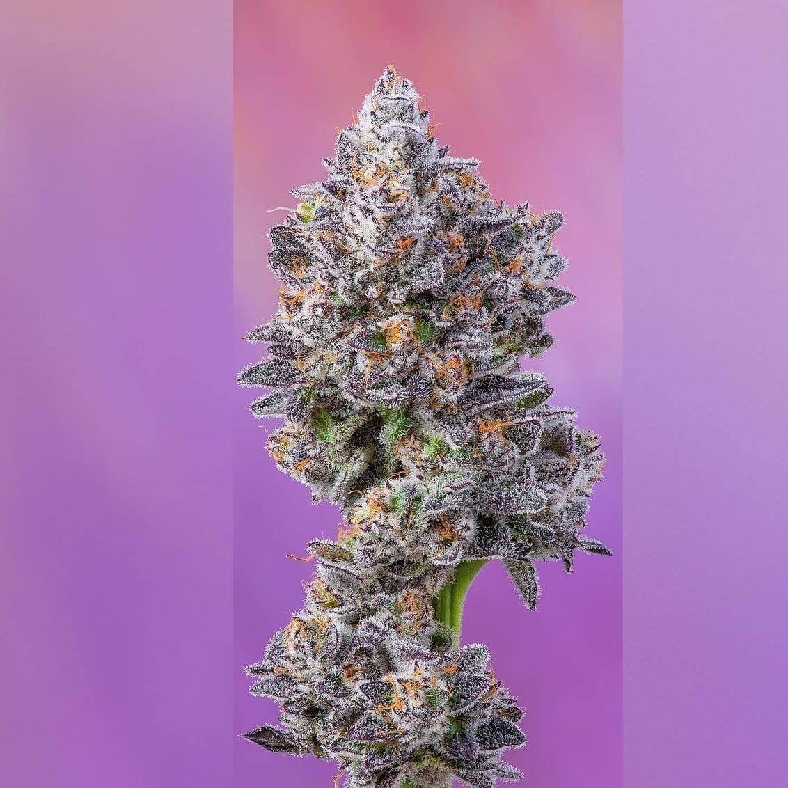 West Coast Diesel Seeds - Unique Hybrid | Compound Genetics