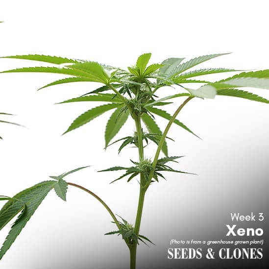 Xeno Clone | Seeds & Clones