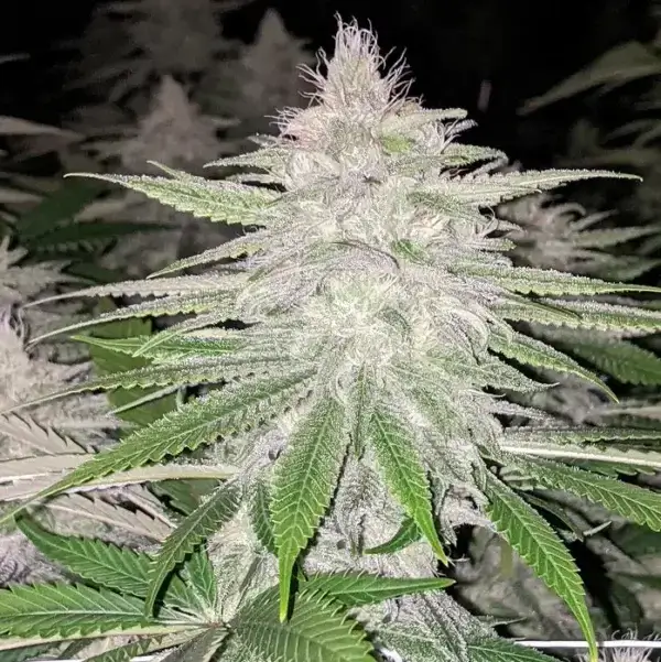 Starkiller Haze Seeds - Starkiller x Amnesia Haze | Rare Dankness