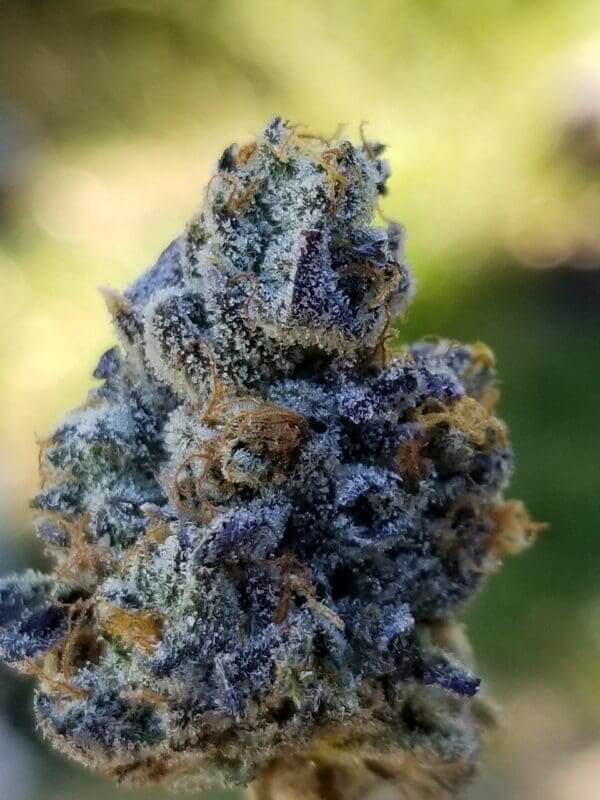 Hawaiian Snow Cone x Lemon Juice-Z Seeds - Unique Strain | Big Al's Exotics