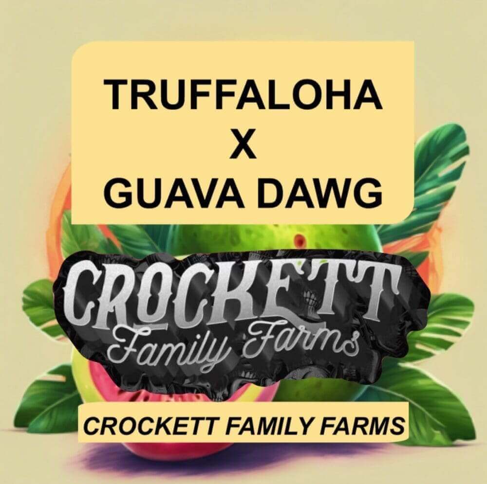 Truffaloha X Guava Dawg Seeds | Seeds & Clones